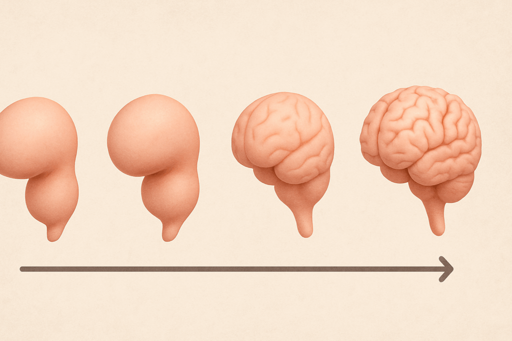 What Are the Folds of the Brain Called? Discover Their Role in Mental ...